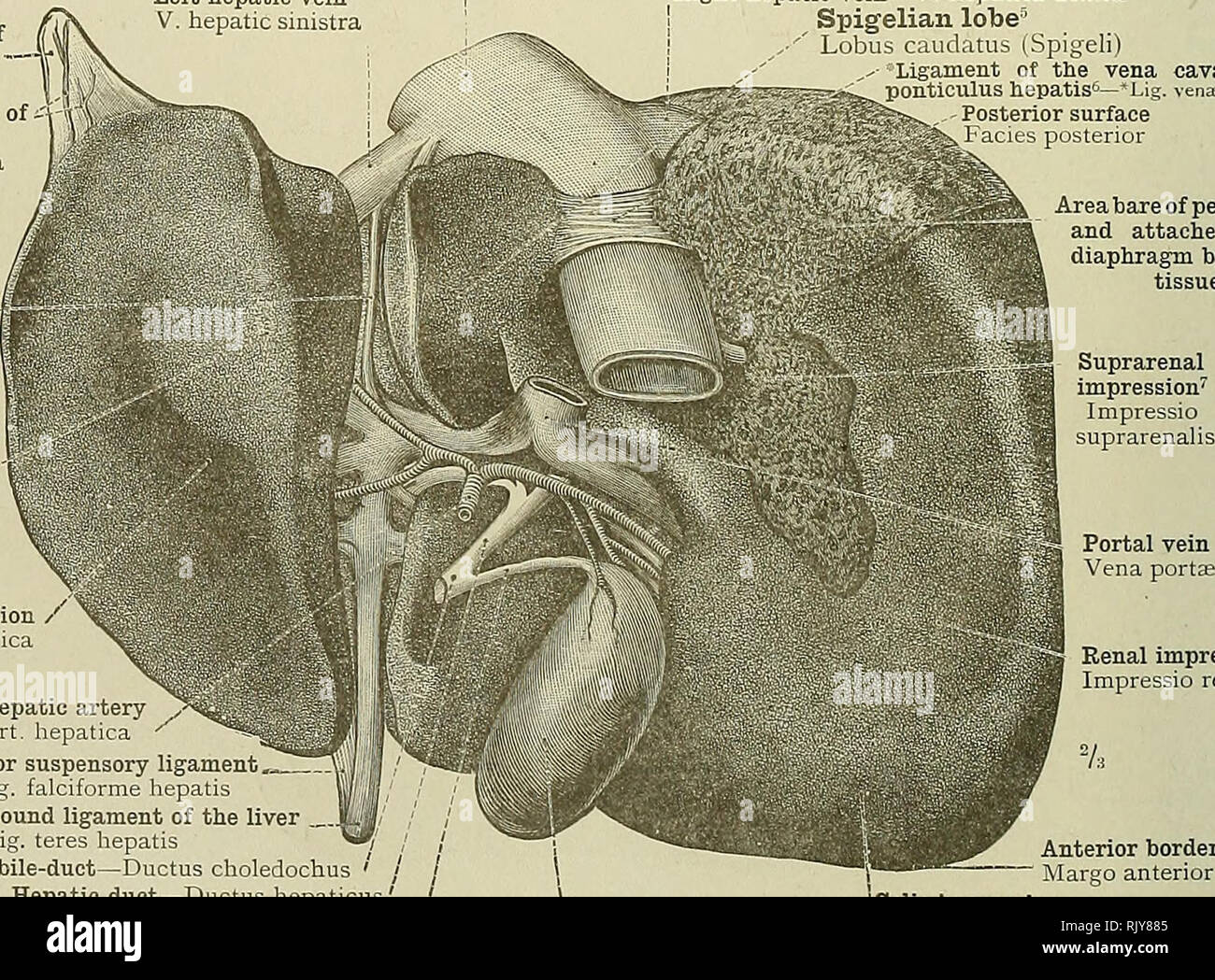 . Un atlante di anatomia umana per gli studenti e per i medici ...