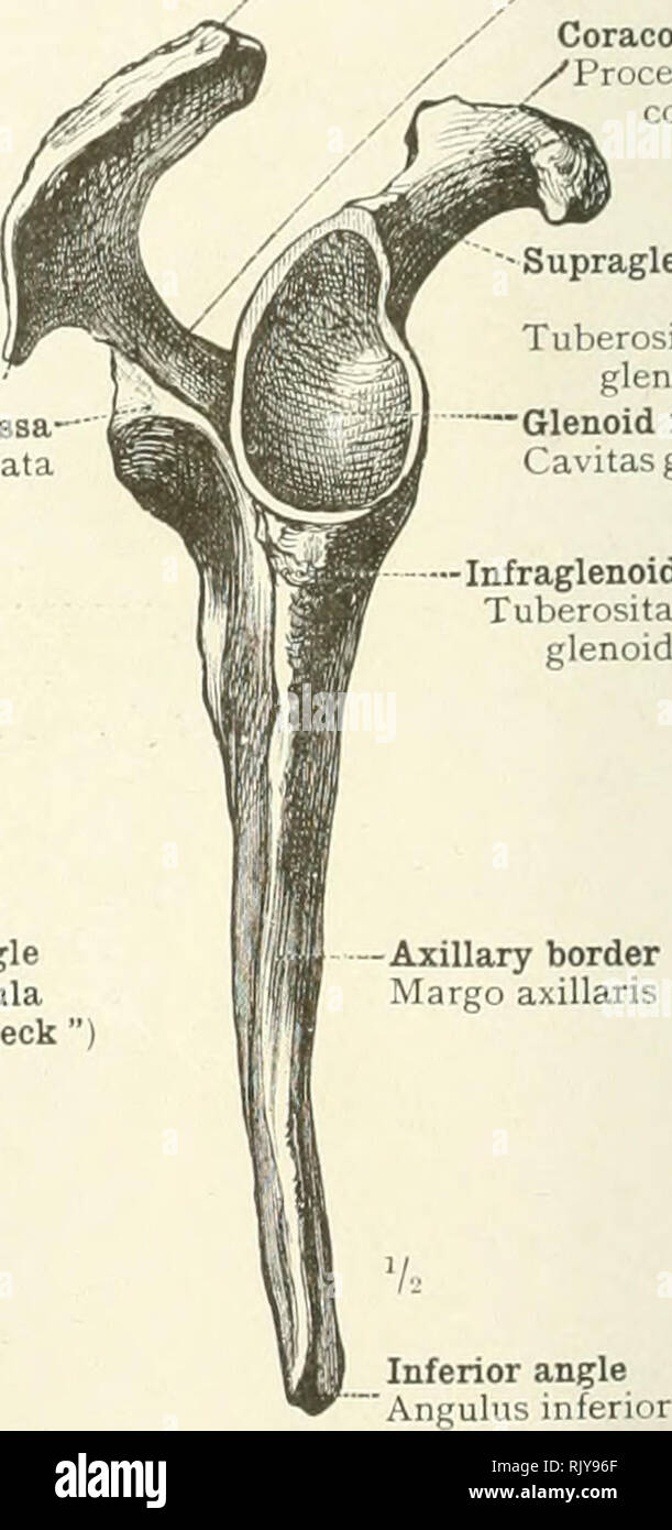 . Un atlante di anatomia umana per gli studenti e per i medici ...