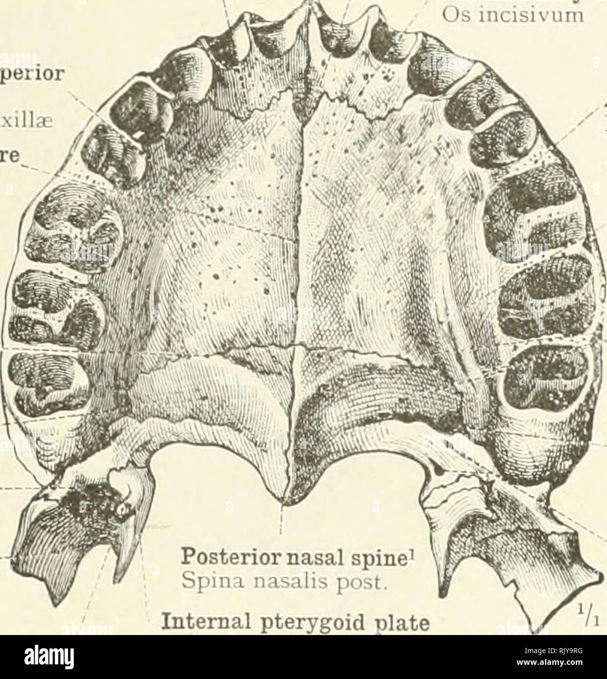 Anatomia Del Palato Palatoglossal Arch | Complete Anatomy