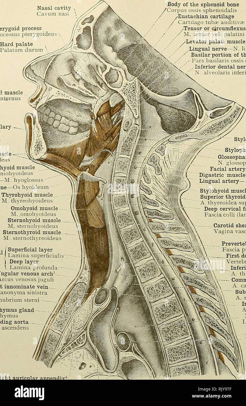 . Un atlante di anatomia umana per gli studenti e per i medici ...