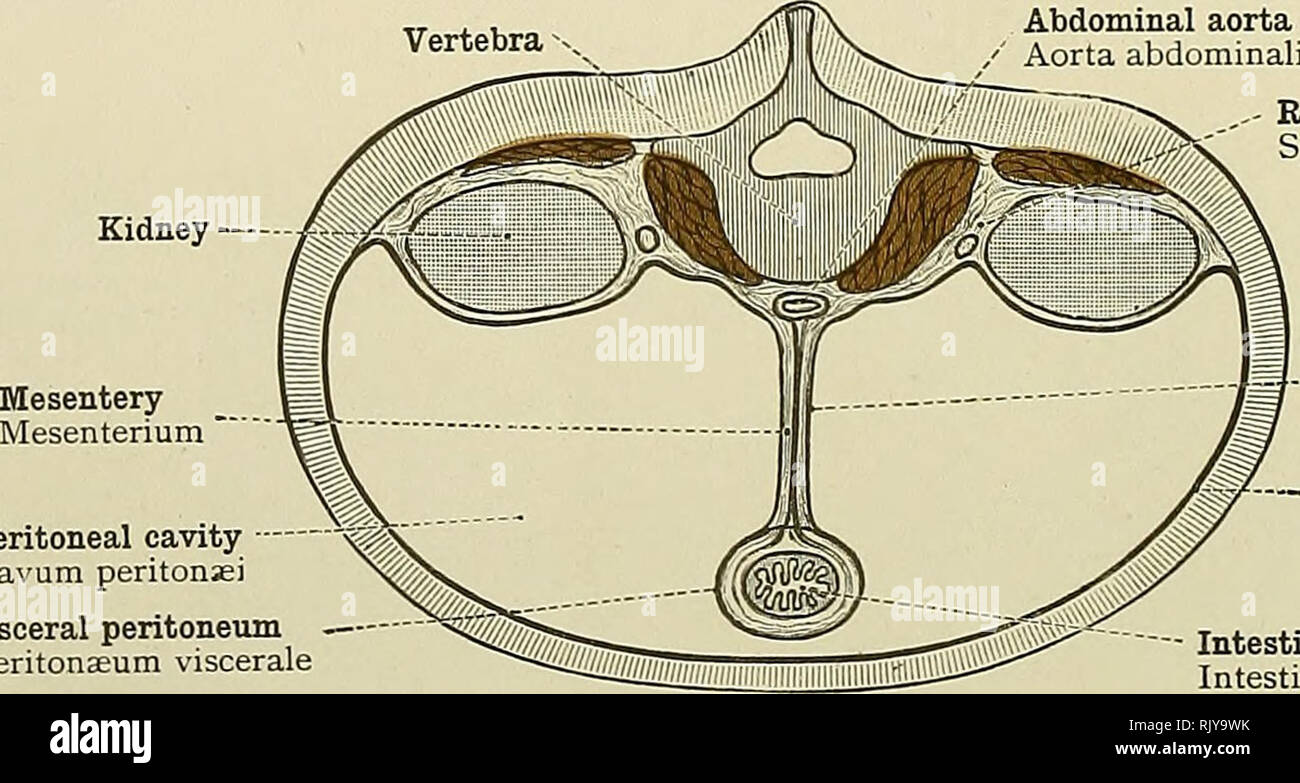 . Un atlante di anatomia umana per gli studenti e per i medici ...