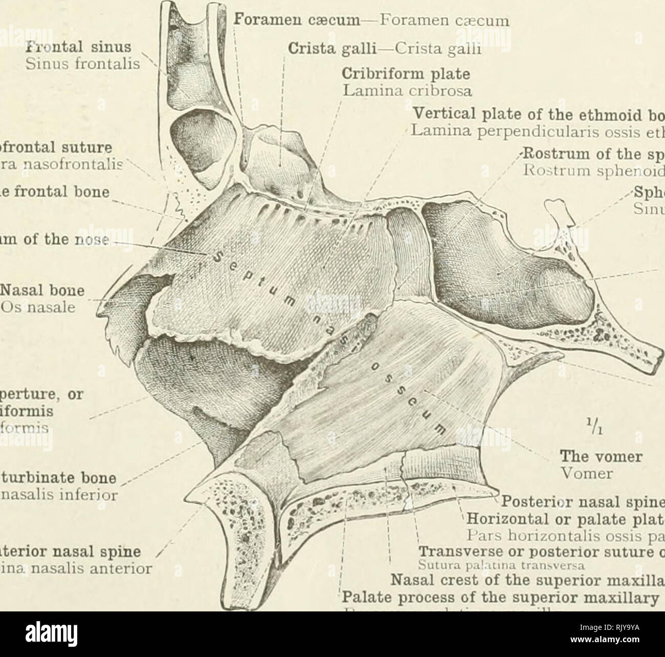 . Un atlante di anatomia umana per gli studenti e per i medici ...