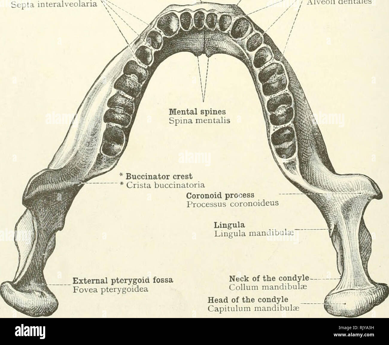 . Un atlante di anatomia umana per gli studenti e per i medici ...