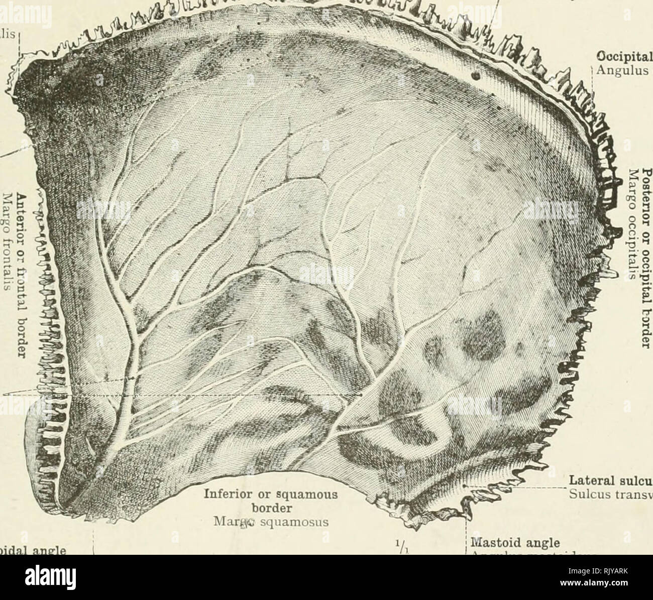 . Un atlante di anatomia umana per gli studenti e per i medici ...