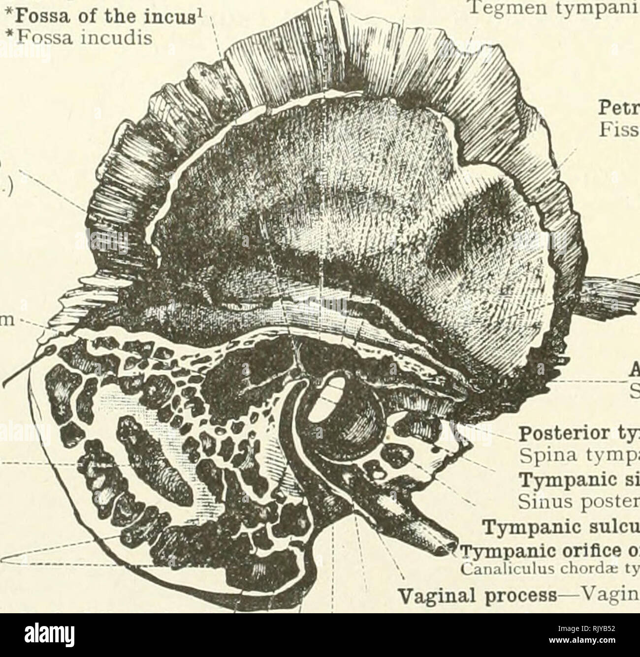 . Un atlante di anatomia umana per gli studenti e per i medici ...