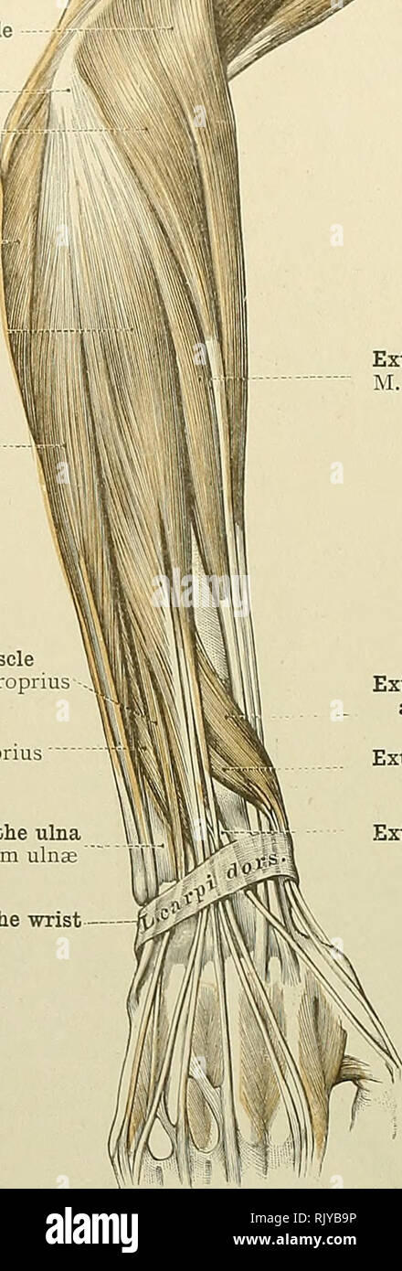 M extensor carpi radialis longus immagini e fotografie stock ad alta ...