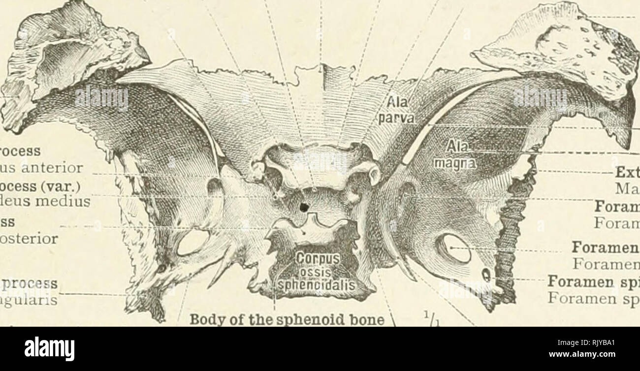 Processo spinoso delle ossa immagini e fotografie stock ad alta ...