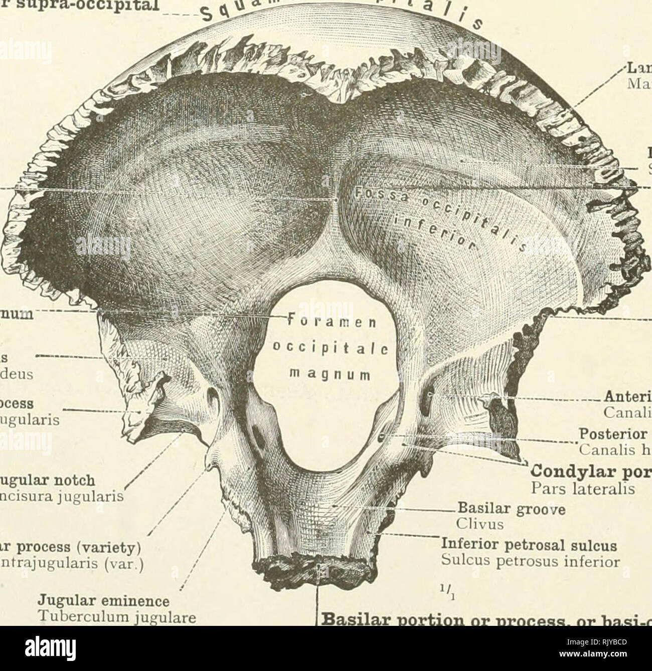 . Un atlante di anatomia umana per gli studenti e per i medici ...