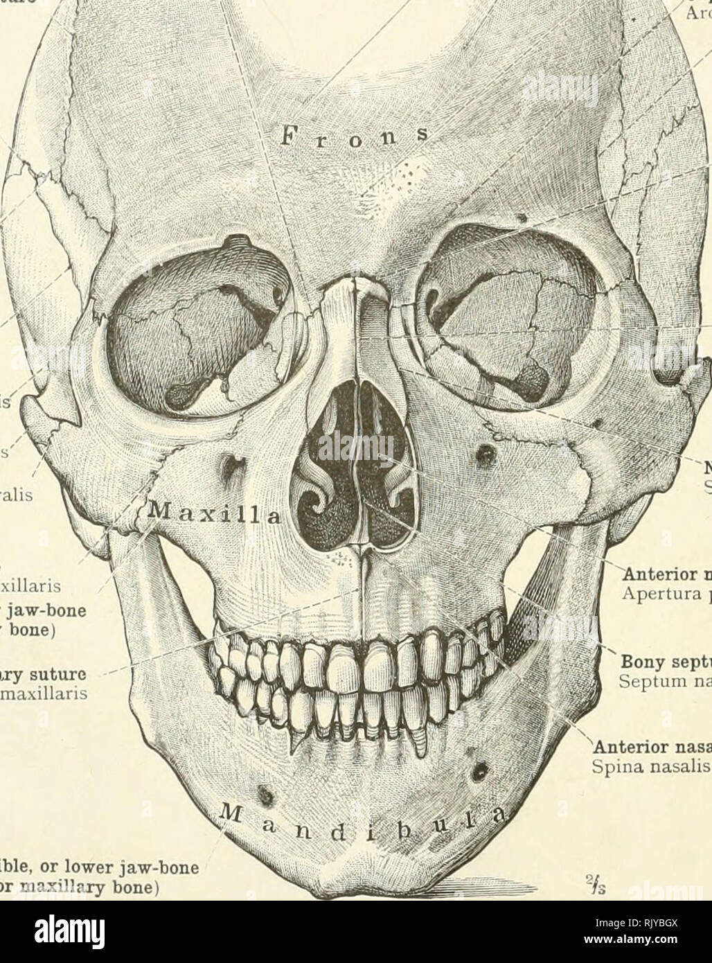 . Un atlante di anatomia umana per gli studenti e per i medici ...
