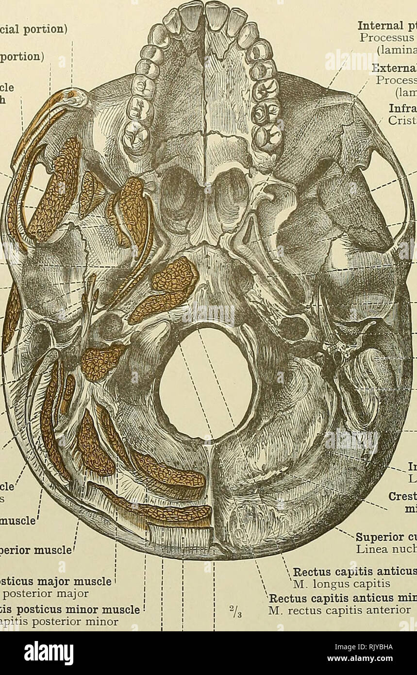 . Un atlante di anatomia umana per gli studenti e per i medici ...