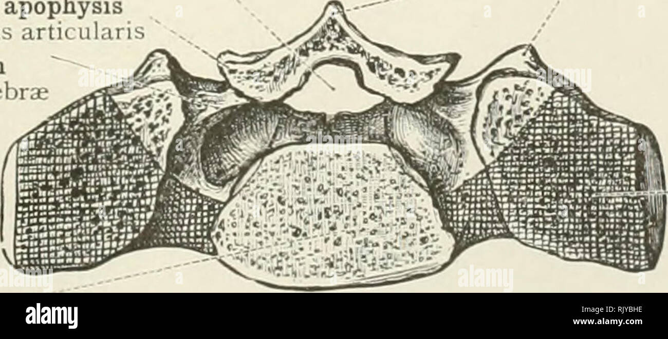 . Un atlante di anatomia umana per gli studenti e per i medici ...