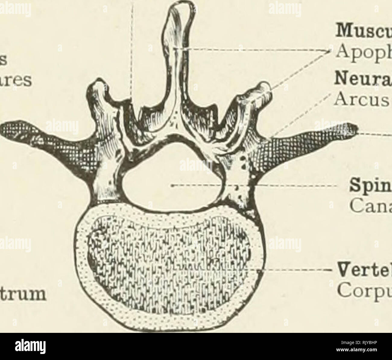. Un atlante di anatomia umana per gli studenti e per i medici ...