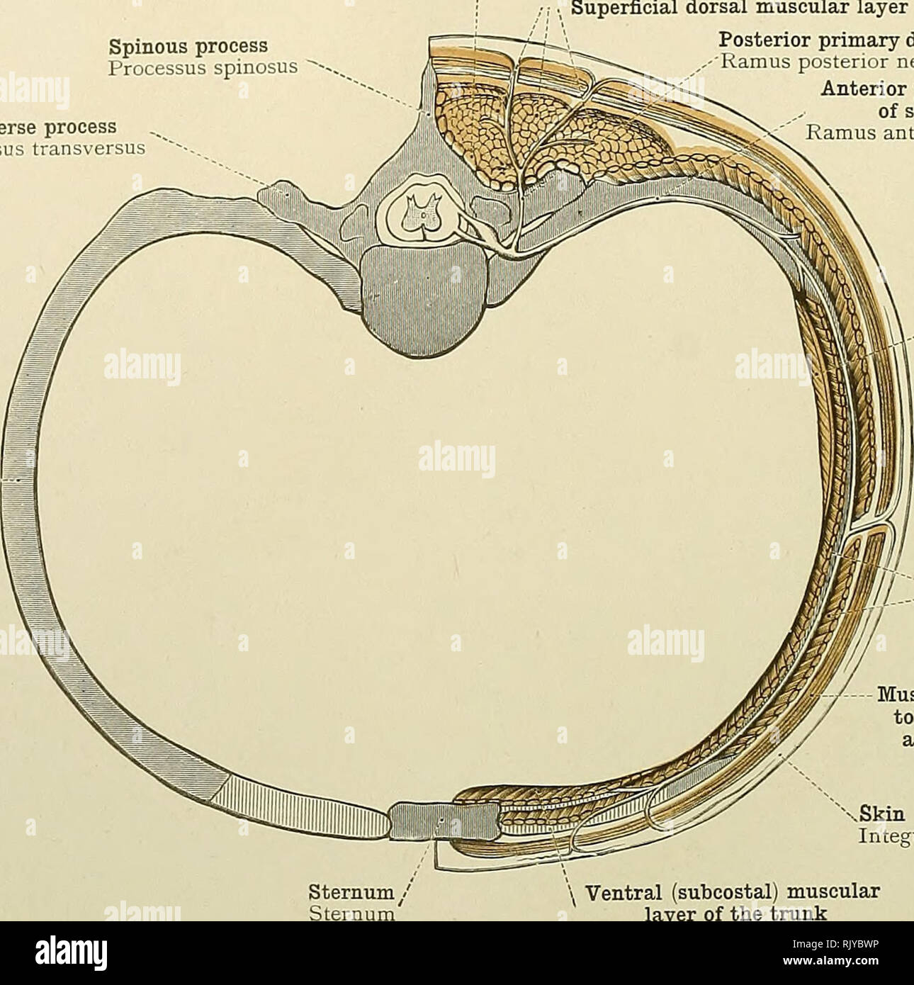 . Un atlante di anatomia umana per gli studenti e per i medici ...