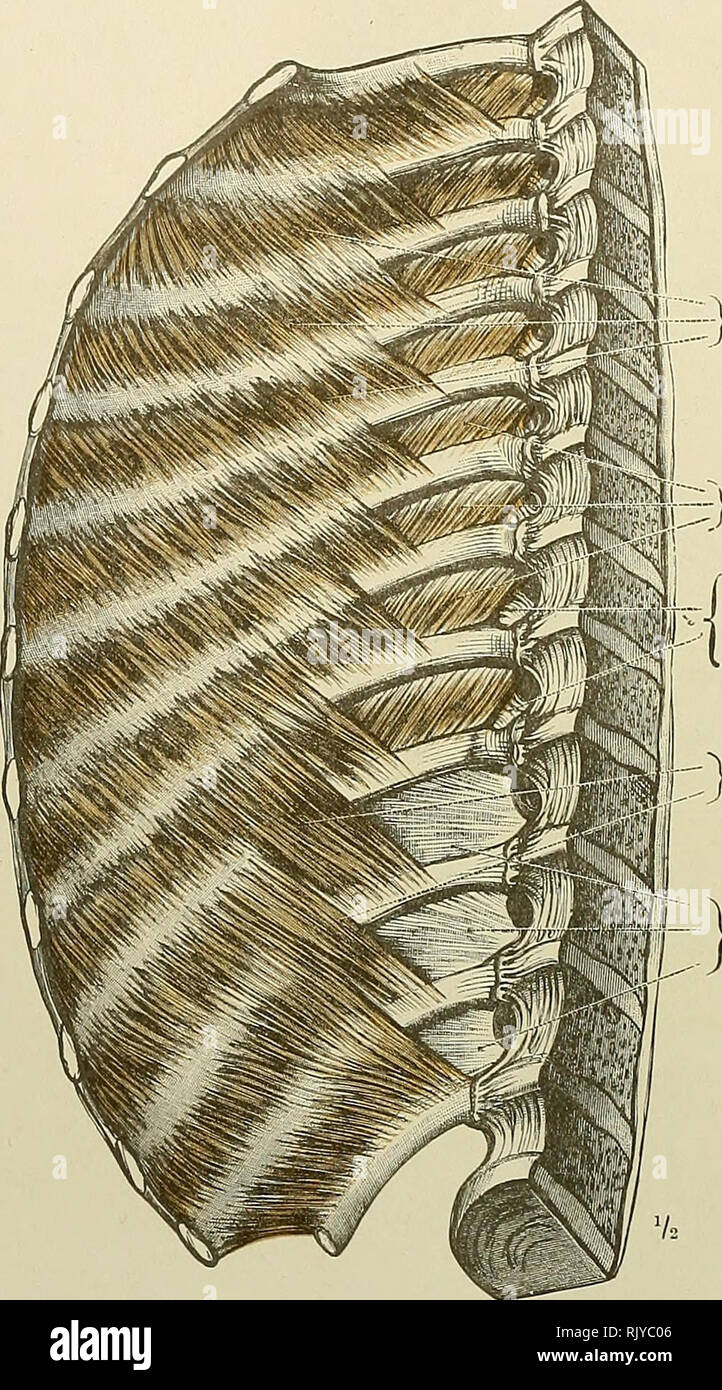 Musculos intercostales internos immagini e fotografie stock ad alta ...