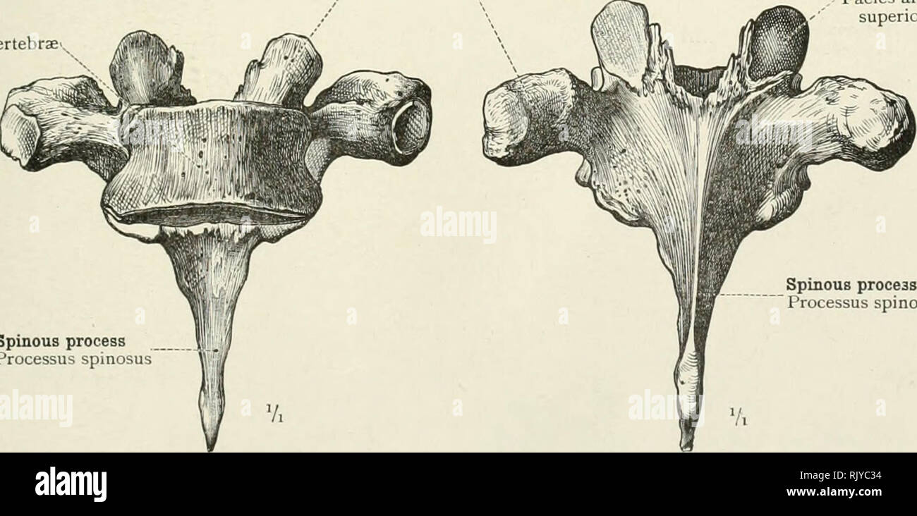 Superior articular process immagini e fotografie stock ad alta ...