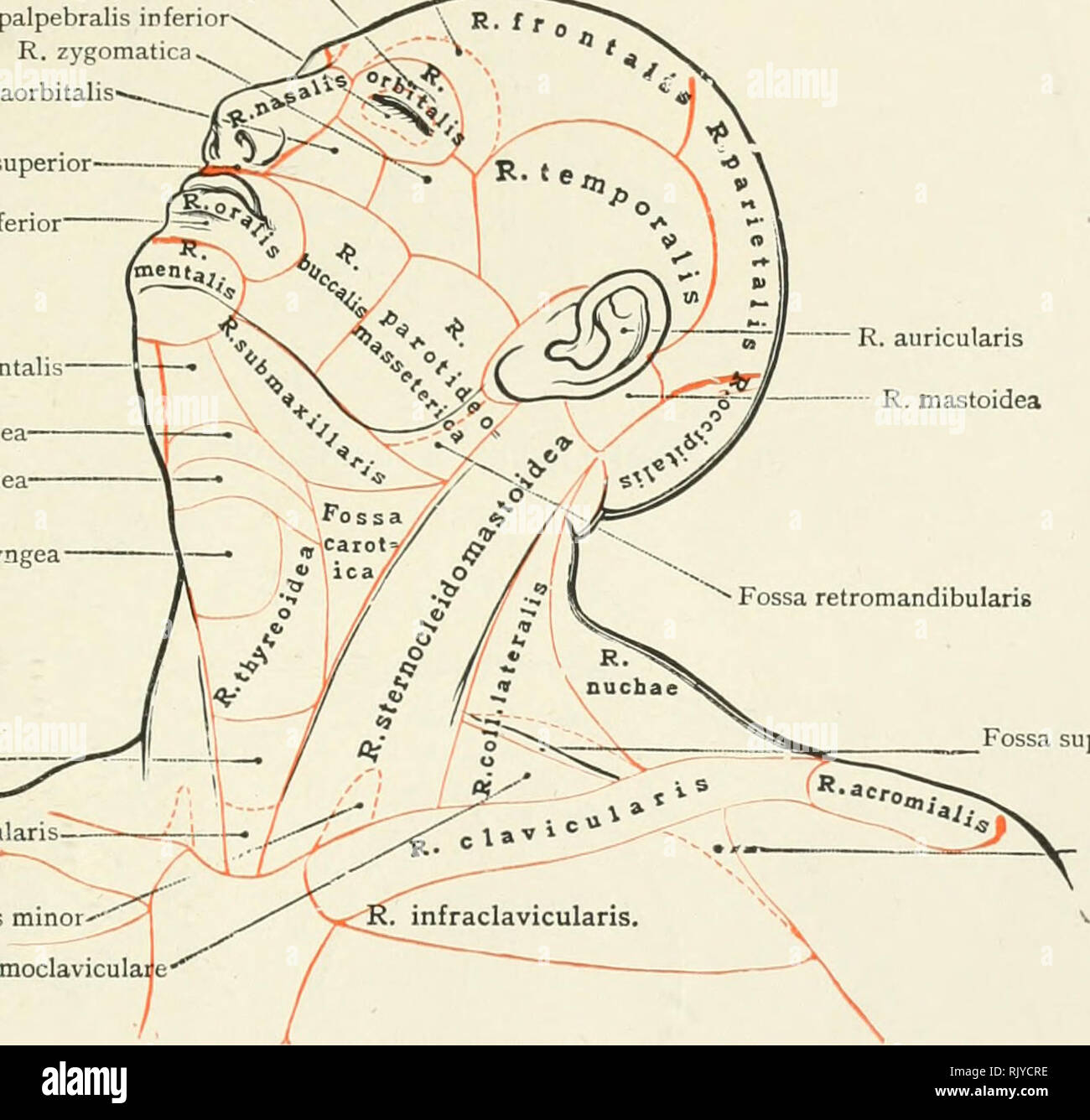 . Un atlante di anatomia umana per gli studenti e per i medici ...