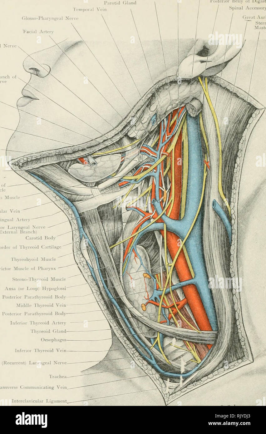. Atlas di applicato (carta topografica) anatomia umana per studenti e ...