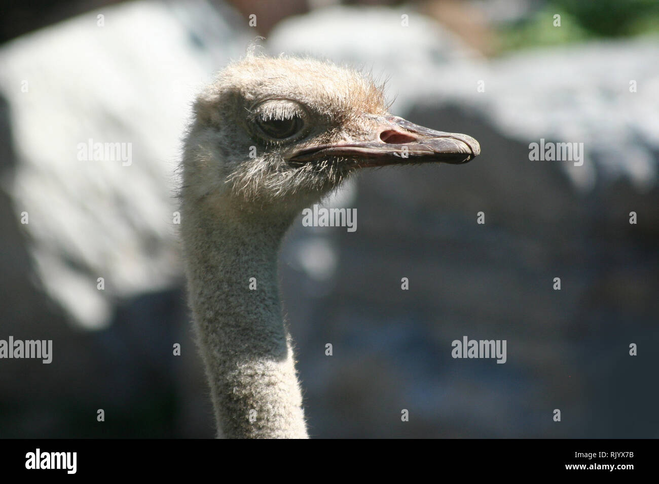 Riproduzione in uno struzzo immagini e fotografie stock ad alta ...