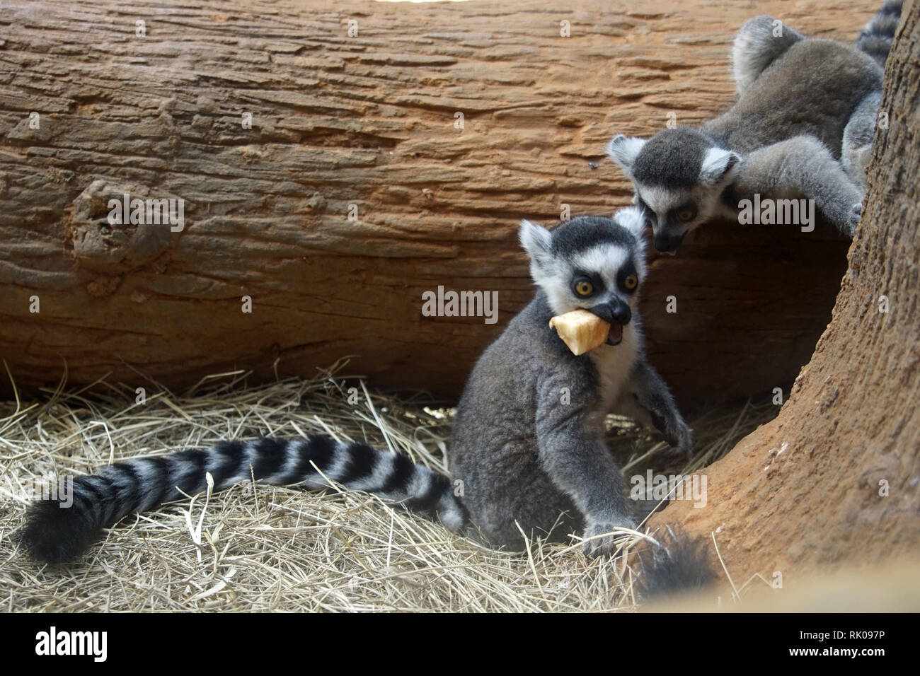 Lemure sp immagini e fotografie stock ad alta risoluzione - Alamy