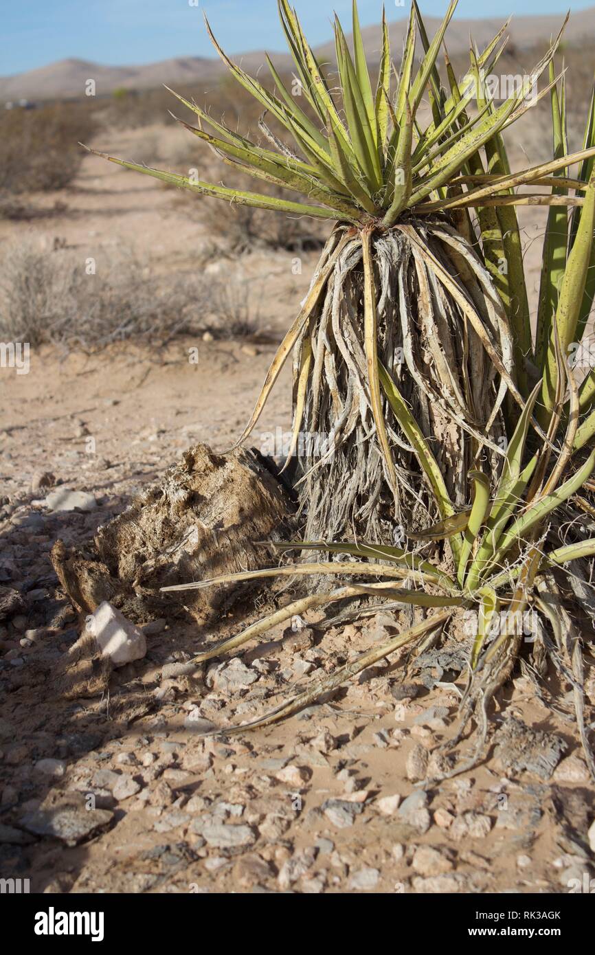Vista sul deserto di sonora immagini e fotografie stock ad alta ...
