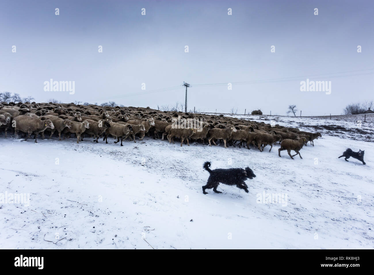 Cane pastore di pecore immagini e fotografie stock ad alta risoluzione ...