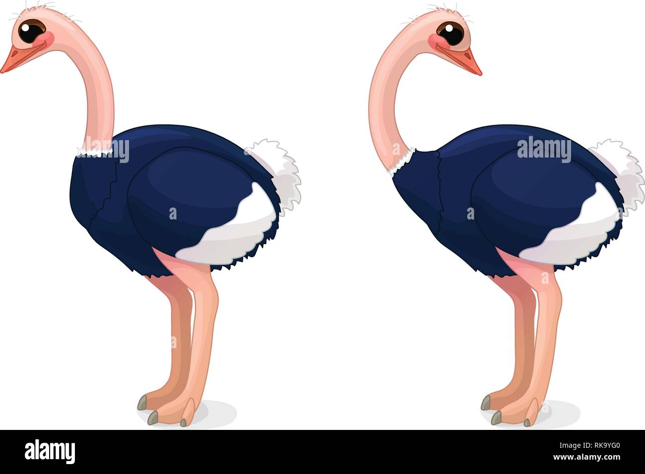 Maschio di struzzo Immagini Vettoriali Stock - Alamy