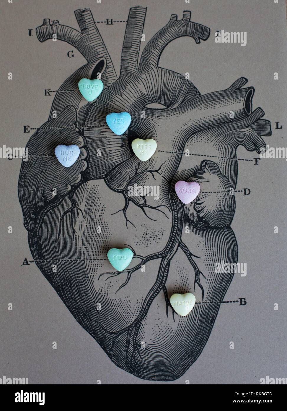 Tabella anatomica immagini e fotografie stock ad alta risoluzione - Alamy
