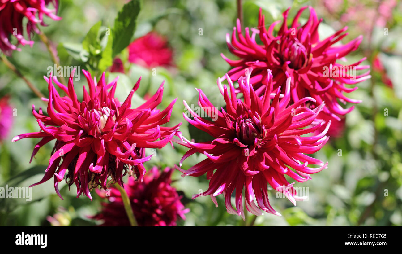 Cactus dahlias immagini e fotografie stock ad alta risoluzione - Alamy