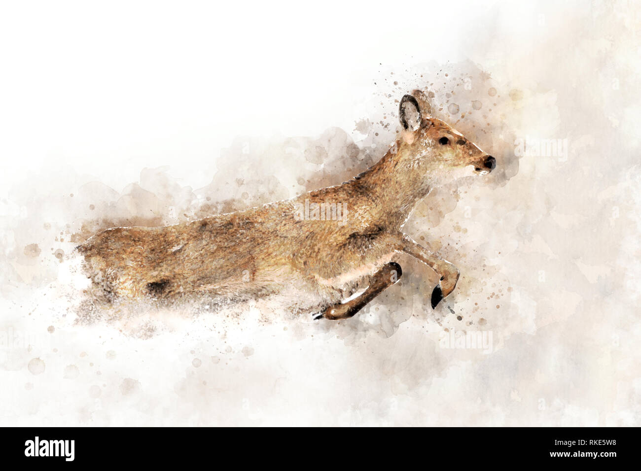 Capriolo disegno immagini e fotografie stock ad alta risoluzione - Alamy