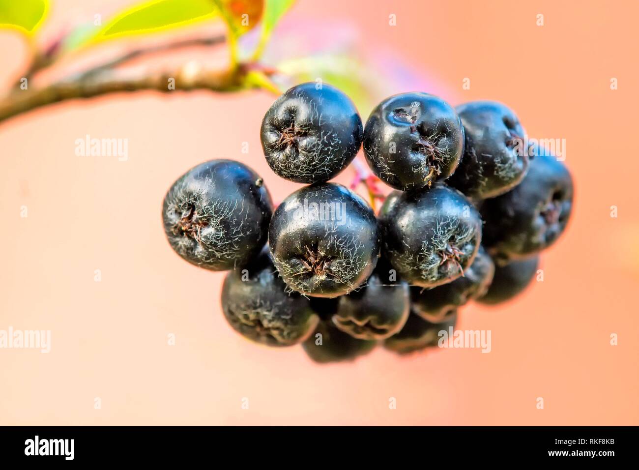 Aronia melanocarpa immagini e fotografie stock ad alta risoluzione - Alamy