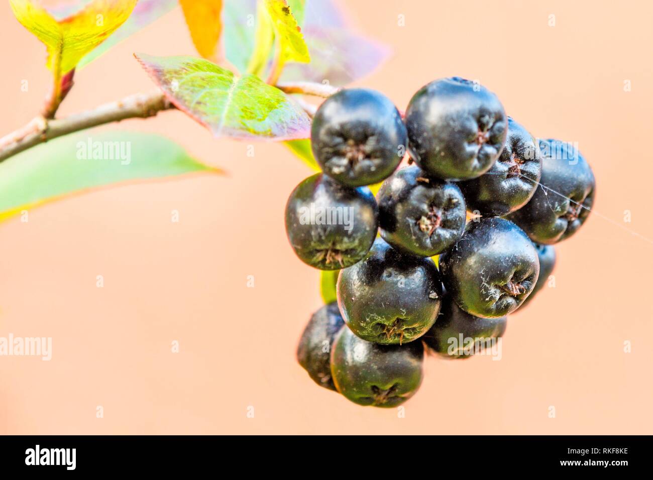 Aronia melanocarpa immagini e fotografie stock ad alta risoluzione - Alamy