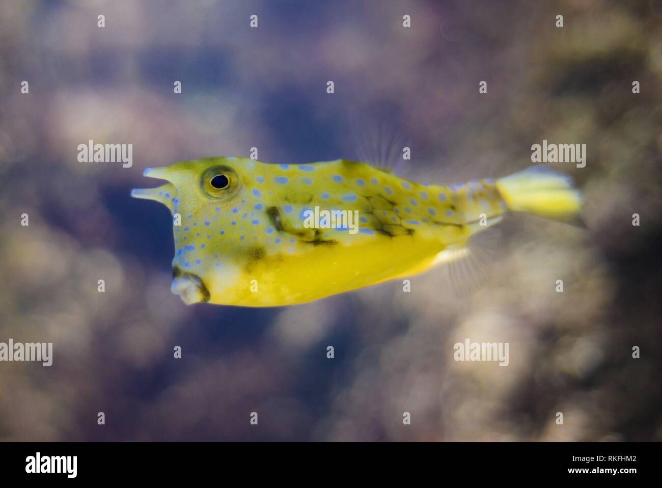 Acquario di barriera acquario pesci pesci orizzontali immagini e ...