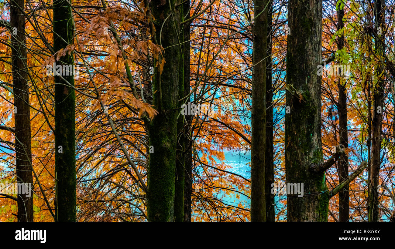 Cipresso comune immagini e fotografie stock ad alta risoluzione - Alamy