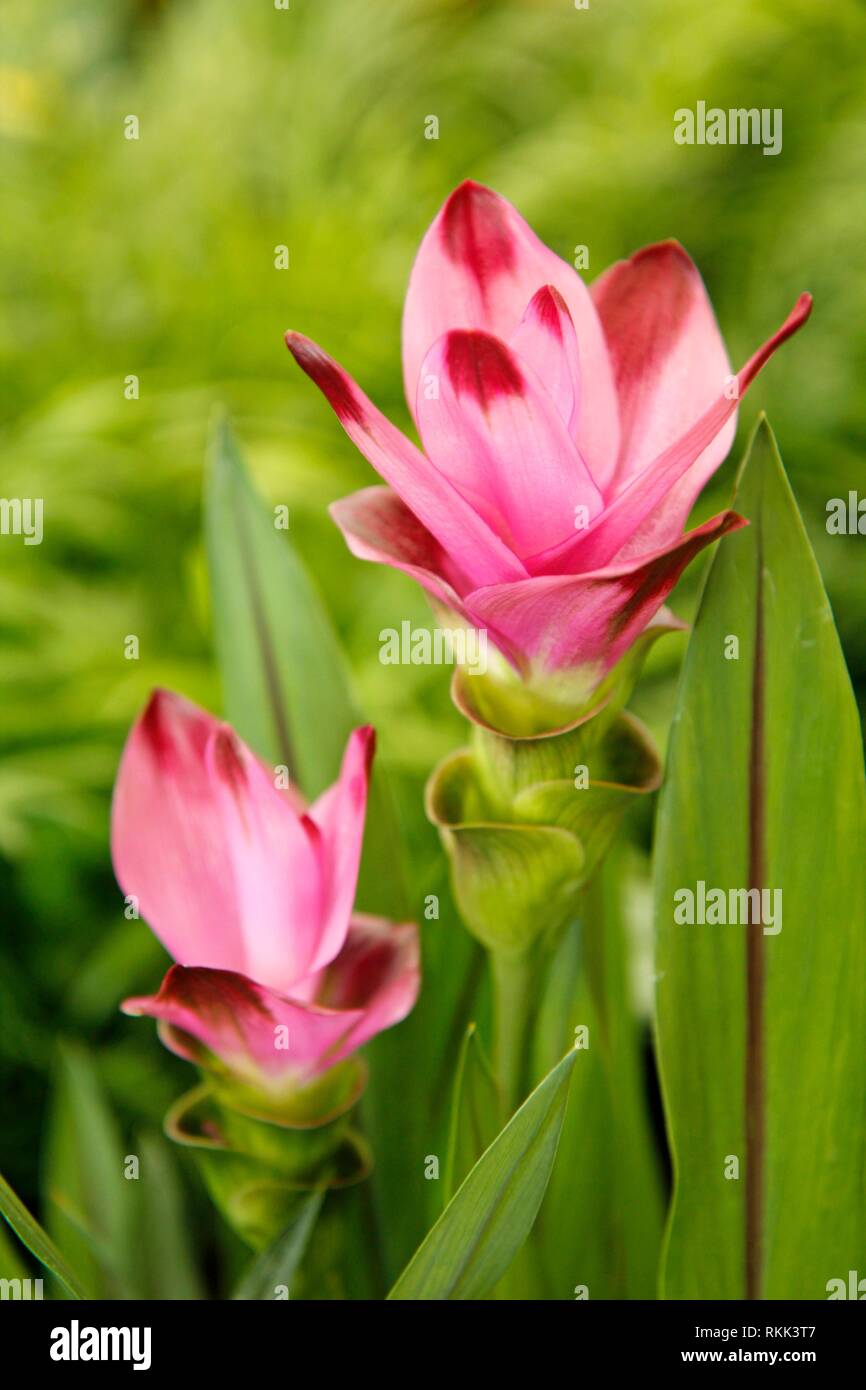 Curcuma in fiore immagini e fotografie stock ad alta risoluzione - Alamy