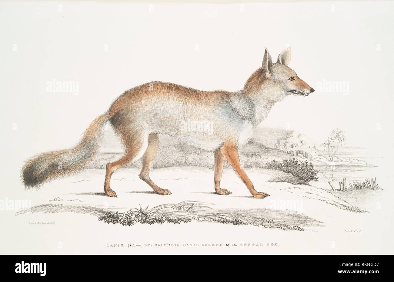 Bengal fox vulpes bengalensis immagini e fotografie stock ad alta ...