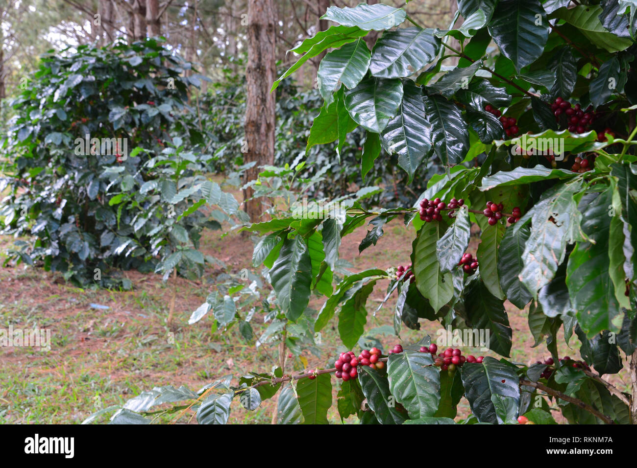 Coffee tree immagini e fotografie stock ad alta risoluzione - Alamy