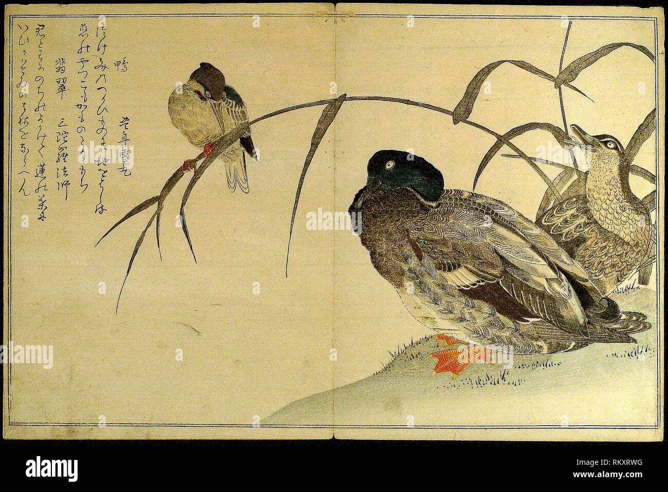 Momo chidori kyoka awase immagini e fotografie stock ad alta ...