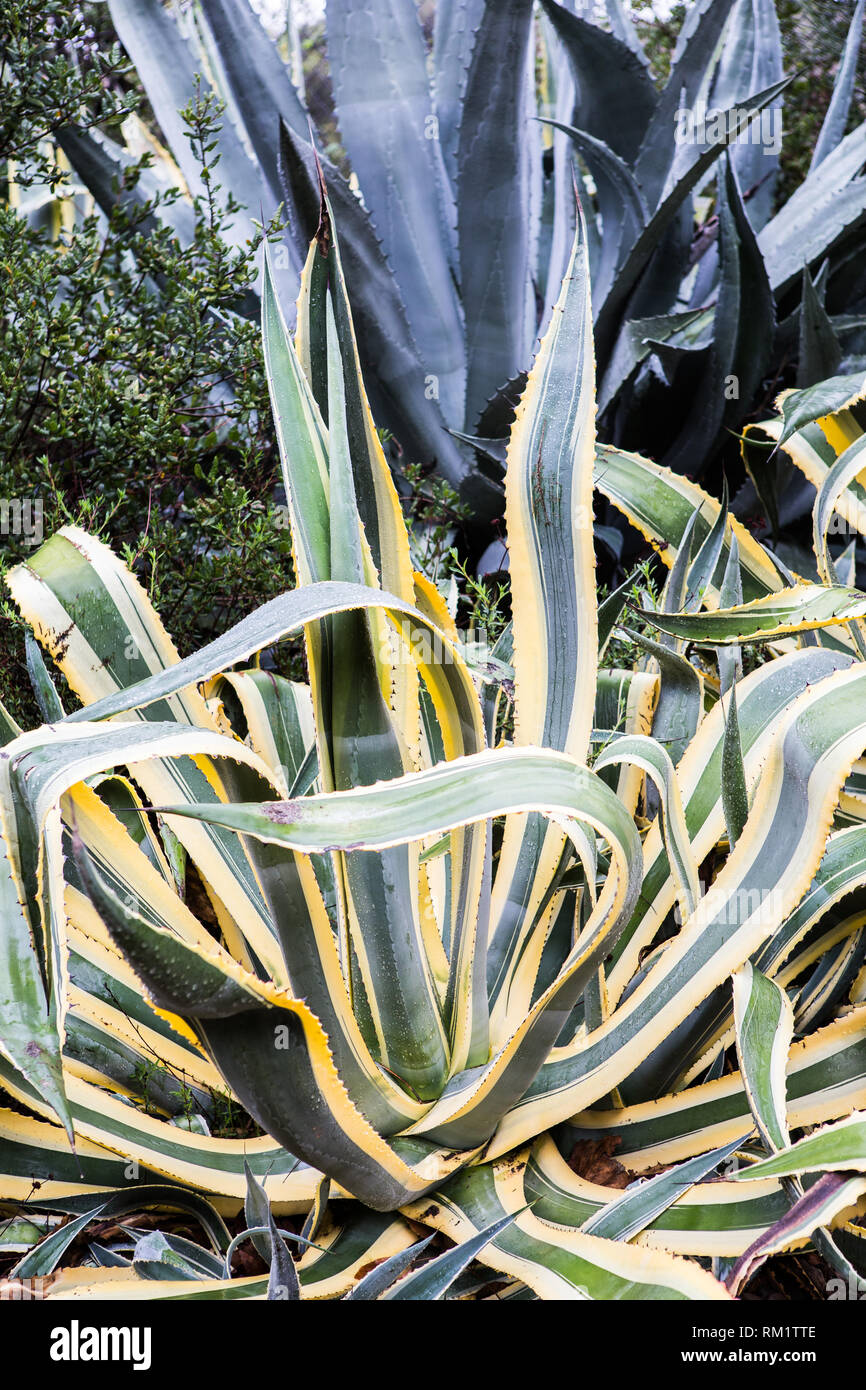 Agave americana variegata immagini e fotografie stock ad alta ...