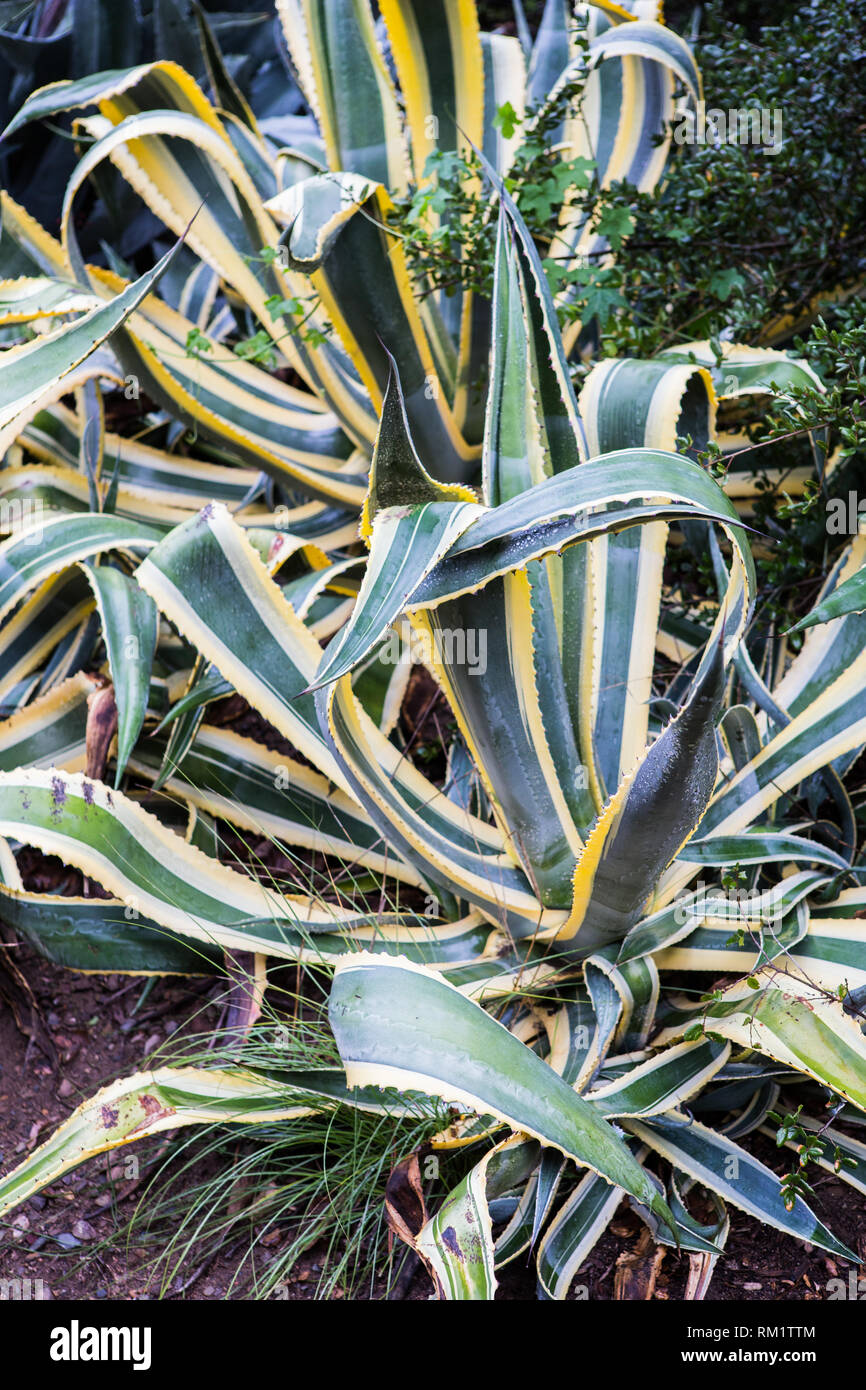 Agave americana variegata immagini e fotografie stock ad alta ...