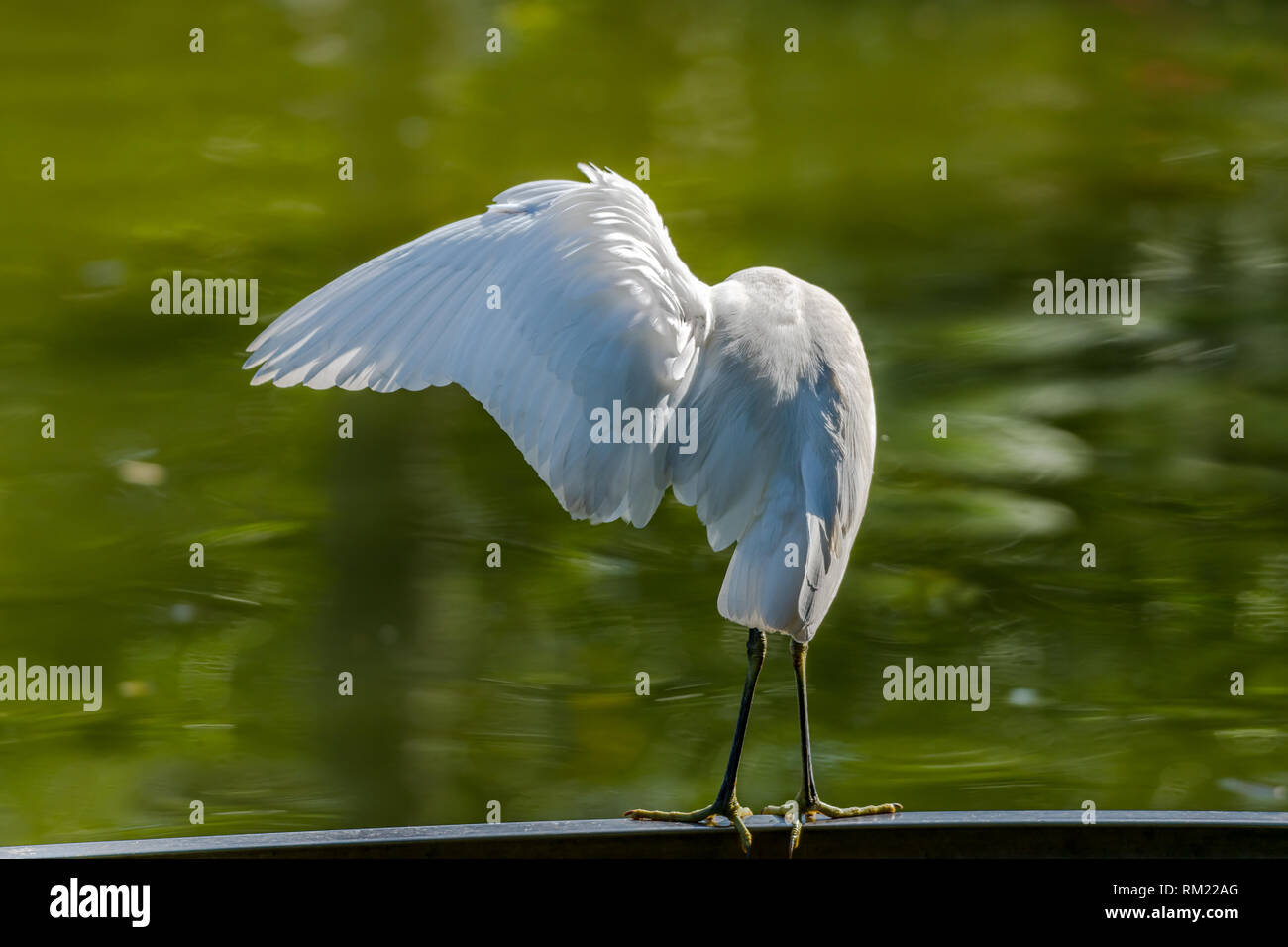 Aironi e famiglia garzetta immagini e fotografie stock ad alta ...