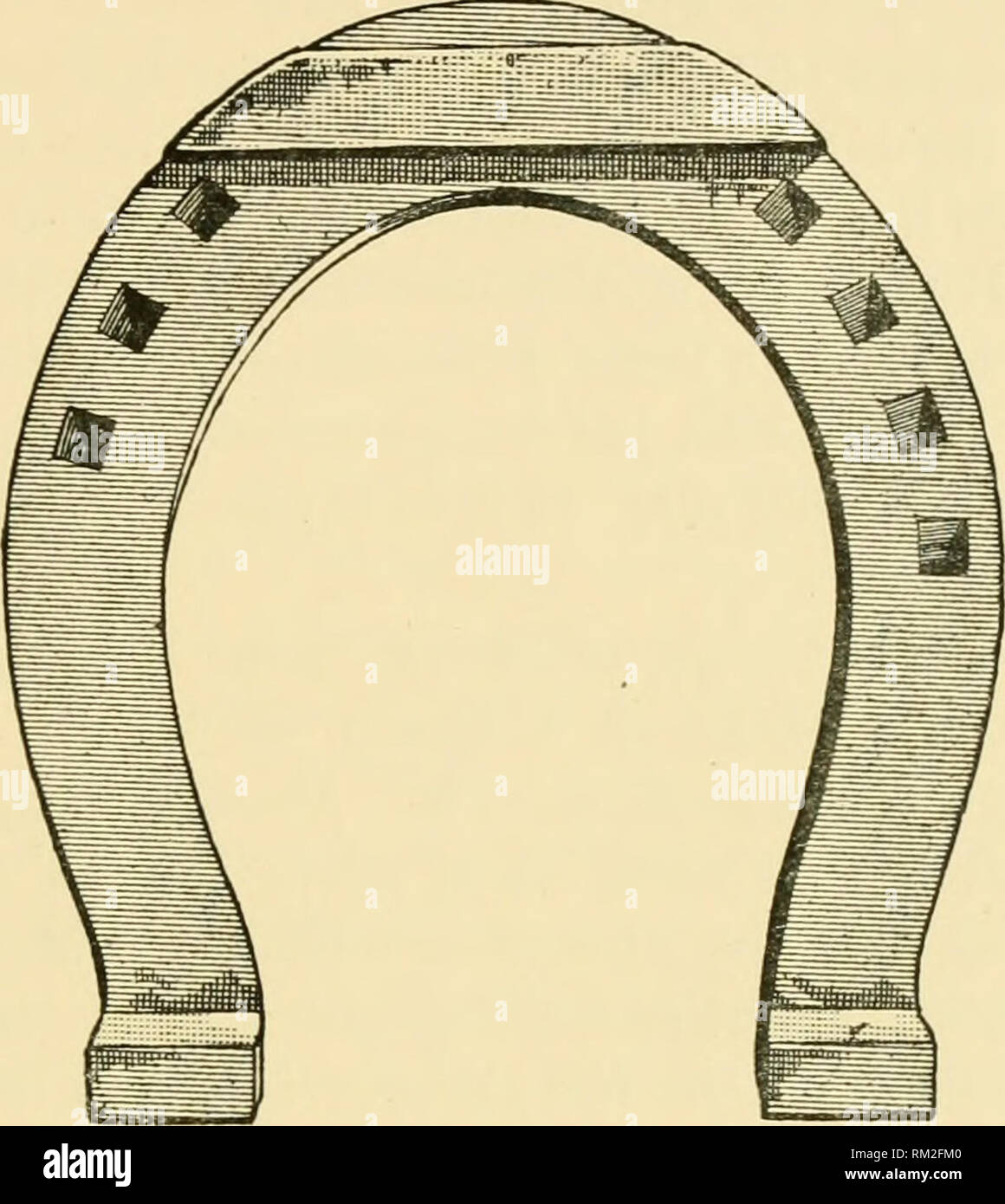 . L'arte del cavallo-shoeing. Horseshoeing; unghioni; CHR 1905; PRO McNeil, John H. (Autograph ...
