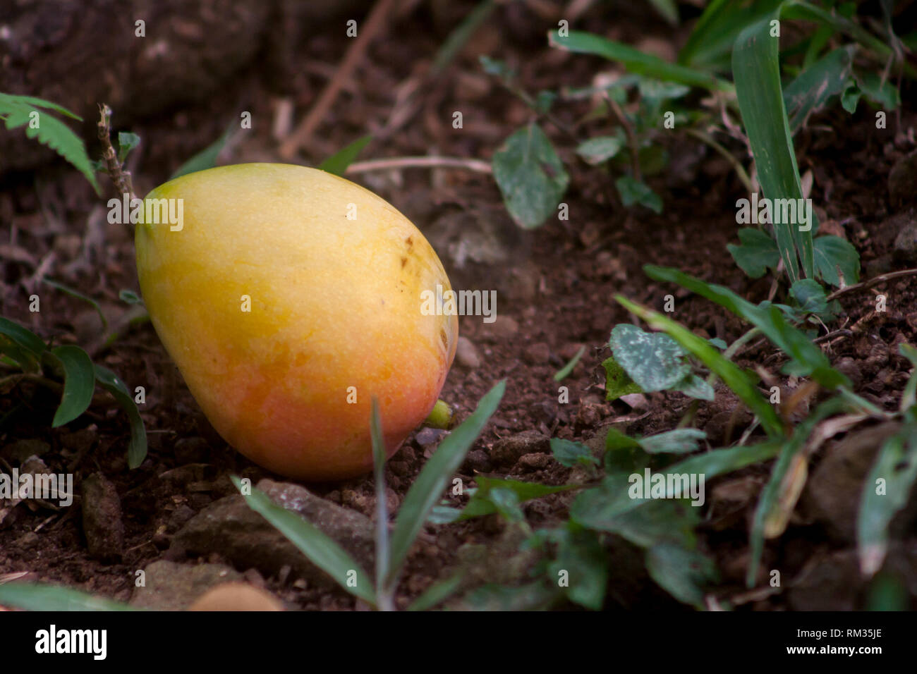 Pianta del mango immagini e fotografie stock ad alta risoluzione - Alamy