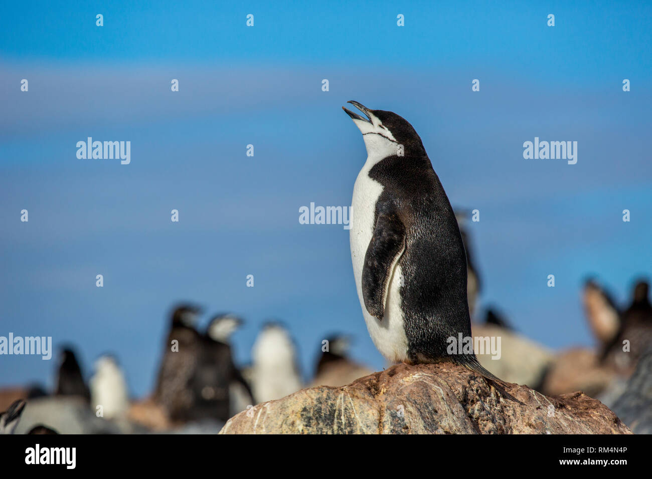 Pygoscelis antarctica immagini e fotografie stock ad alta risoluzione ...