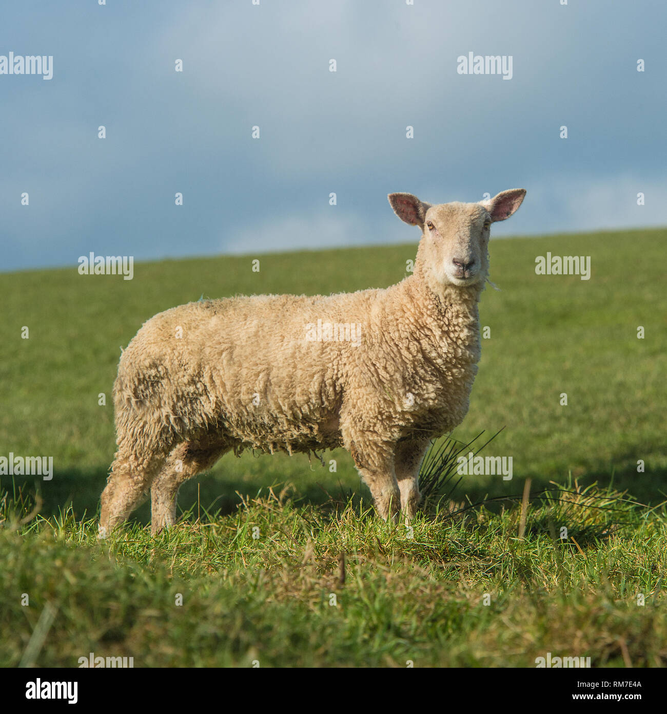 Pecore lanose immagini e fotografie stock ad alta risoluzione - Alamy