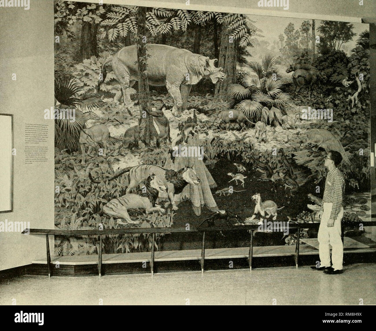 Paleocene fauna immagini e fotografie stock ad alta risoluzione - Alamy