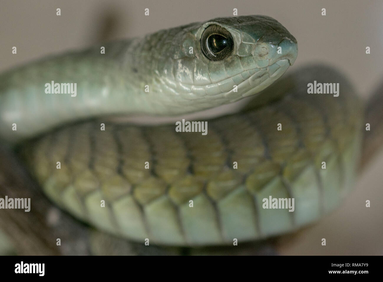 Dispholidus typus typus immagini e fotografie stock ad alta risoluzione ...