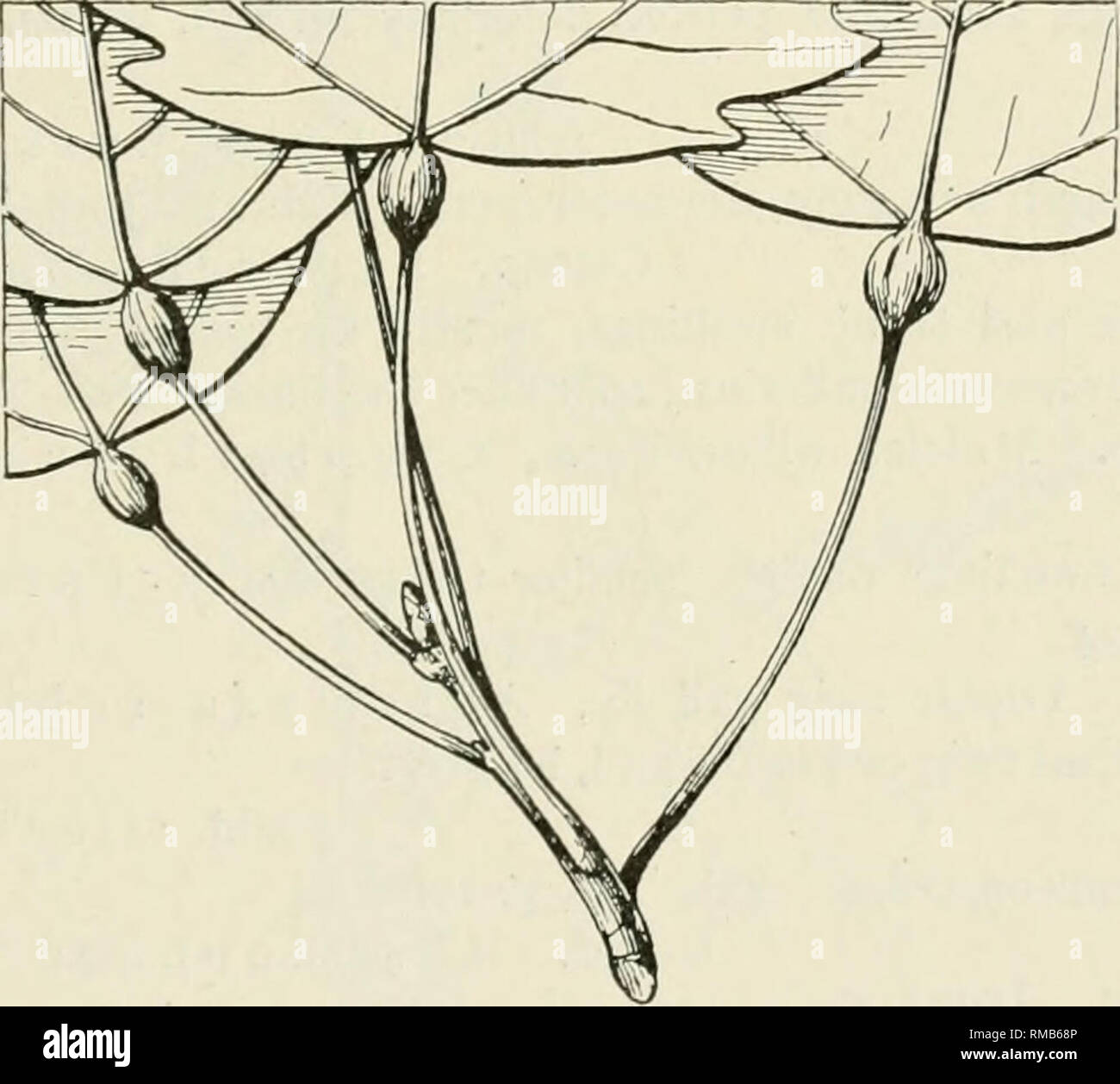 Pemfigo sp immagini e fotografie stock ad alta risoluzione - Alamy