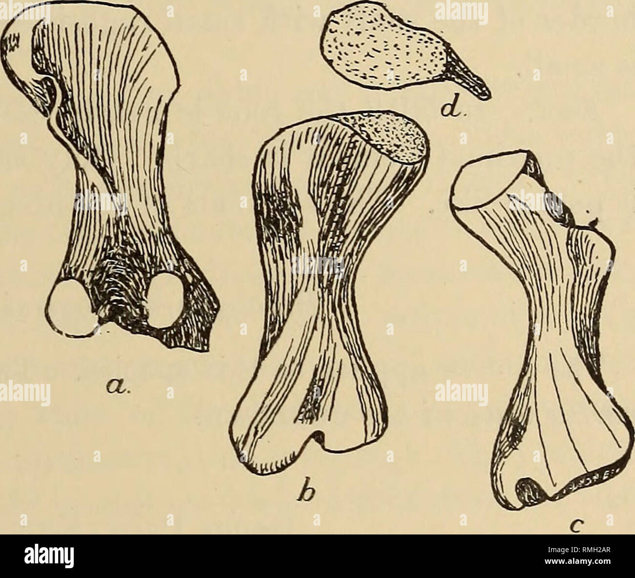 Tubercolo pubico immagini e fotografie stock ad alta risoluzione - Alamy