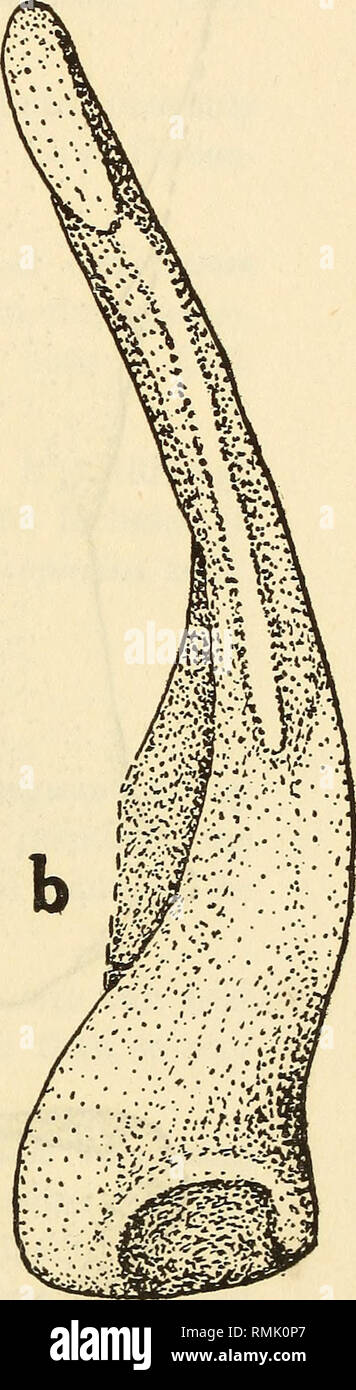 . Annali della South African Museum = Annale van die Suid-Afrikaanse ...