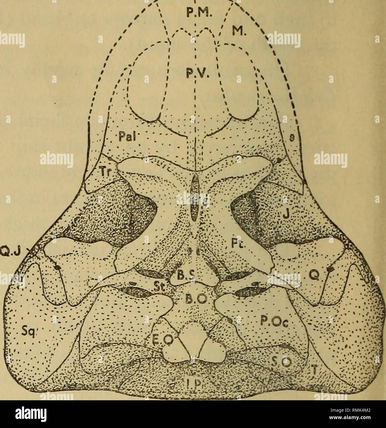 Moschops capensis immagini e fotografie stock ad alta risoluzione - Alamy